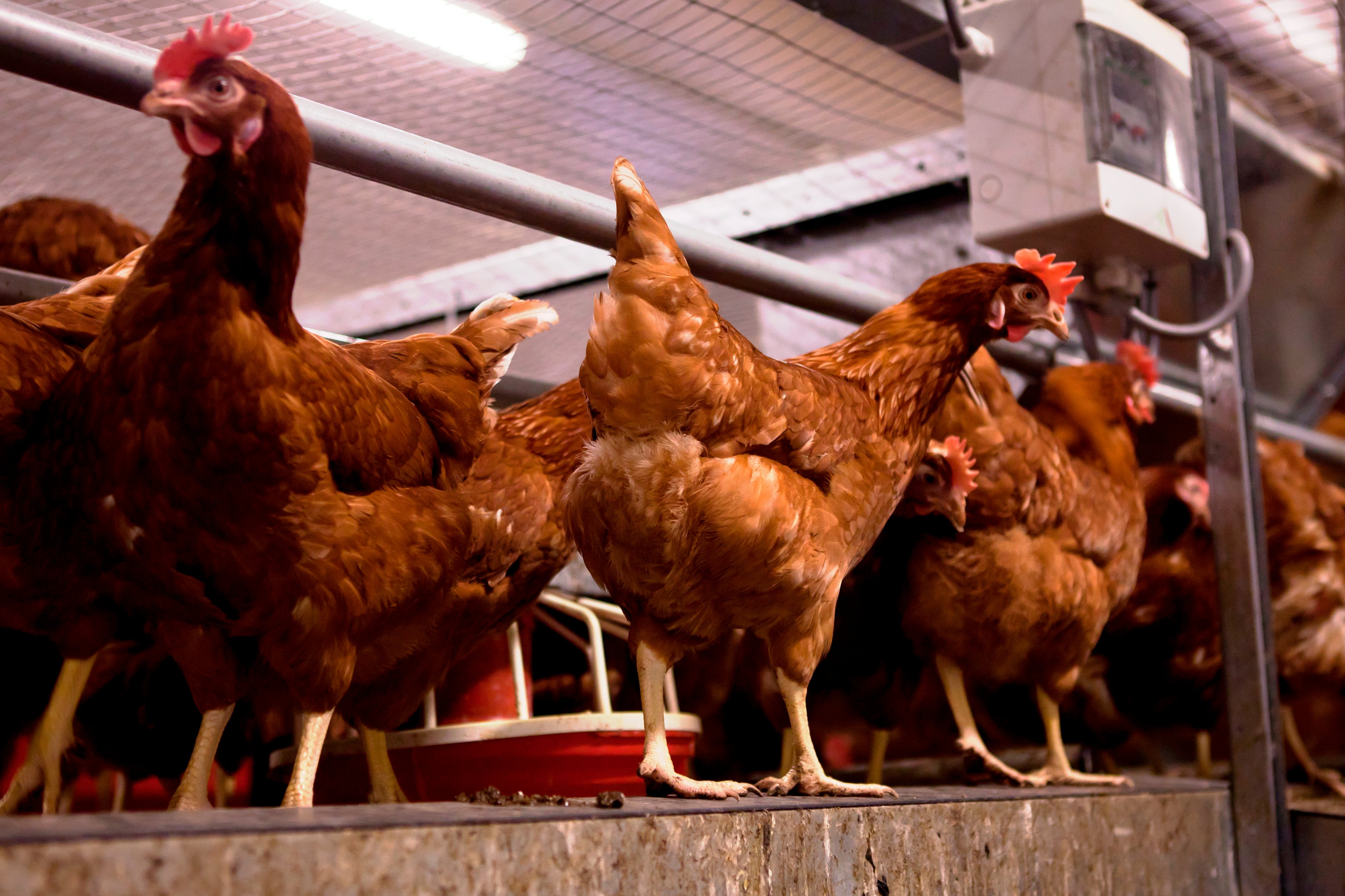 F&N Applied Poultry Nutrition