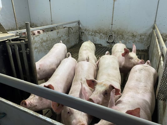 F&N Applied Swine Nutrition